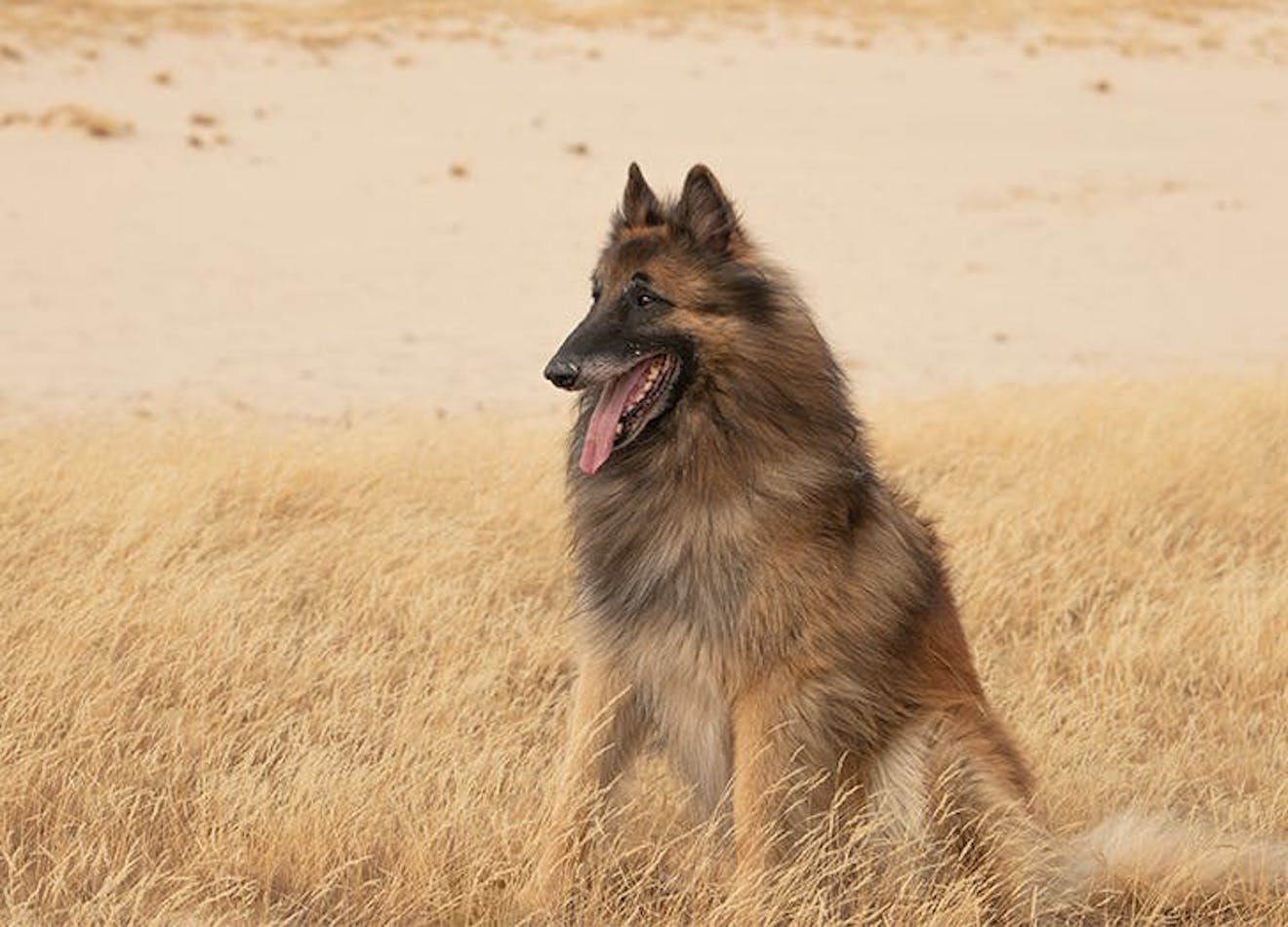 9 Adorable Belgian Dog Breeds