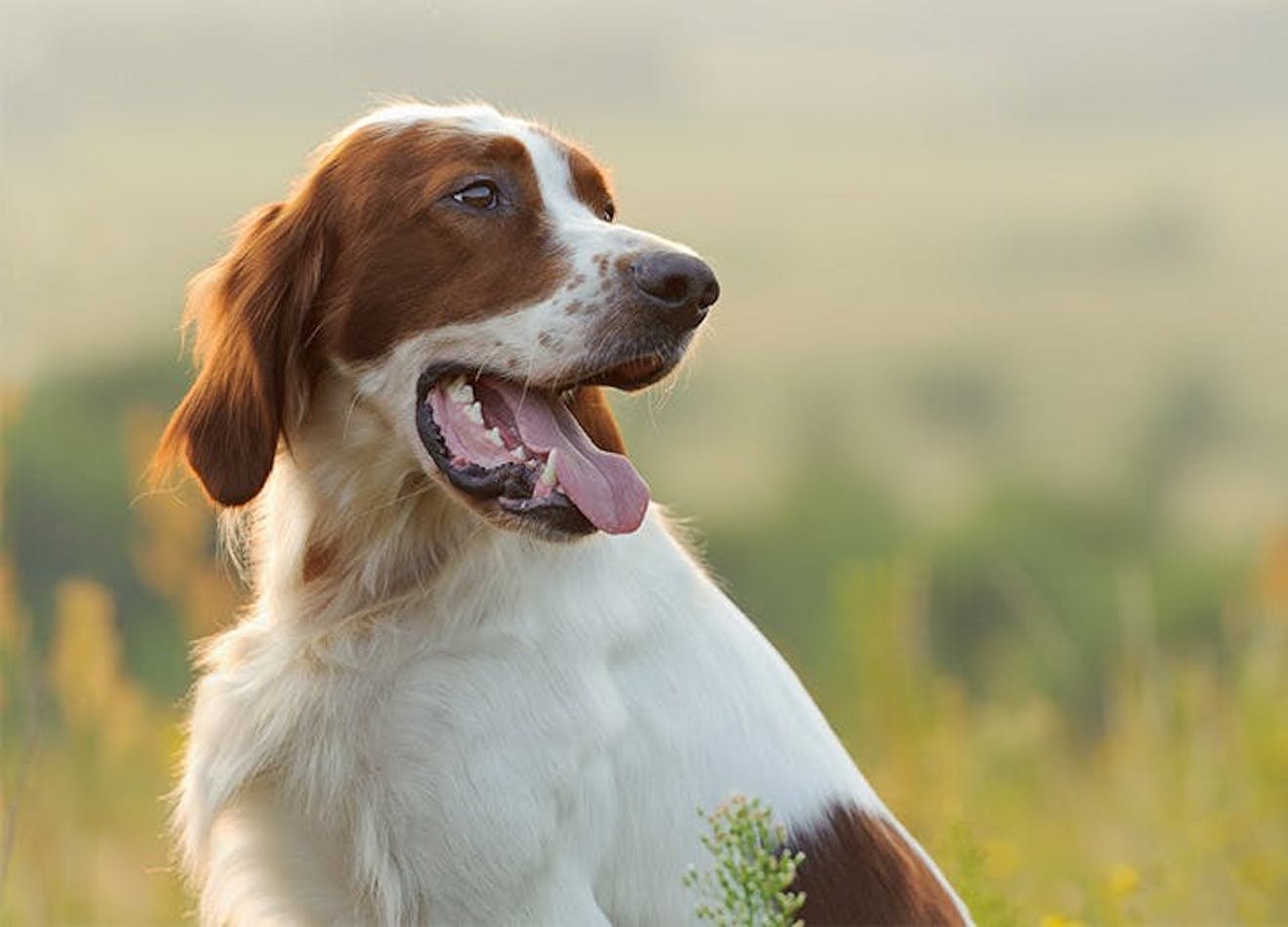 9 Adorable Irish Dog Breeds