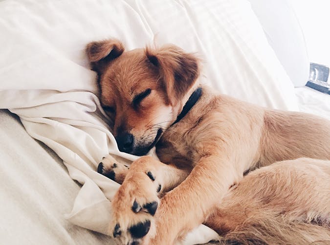 Should You Let A Dog Sleep With You