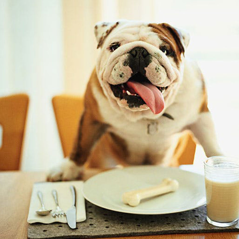 The 13 Best Indoor Dogs