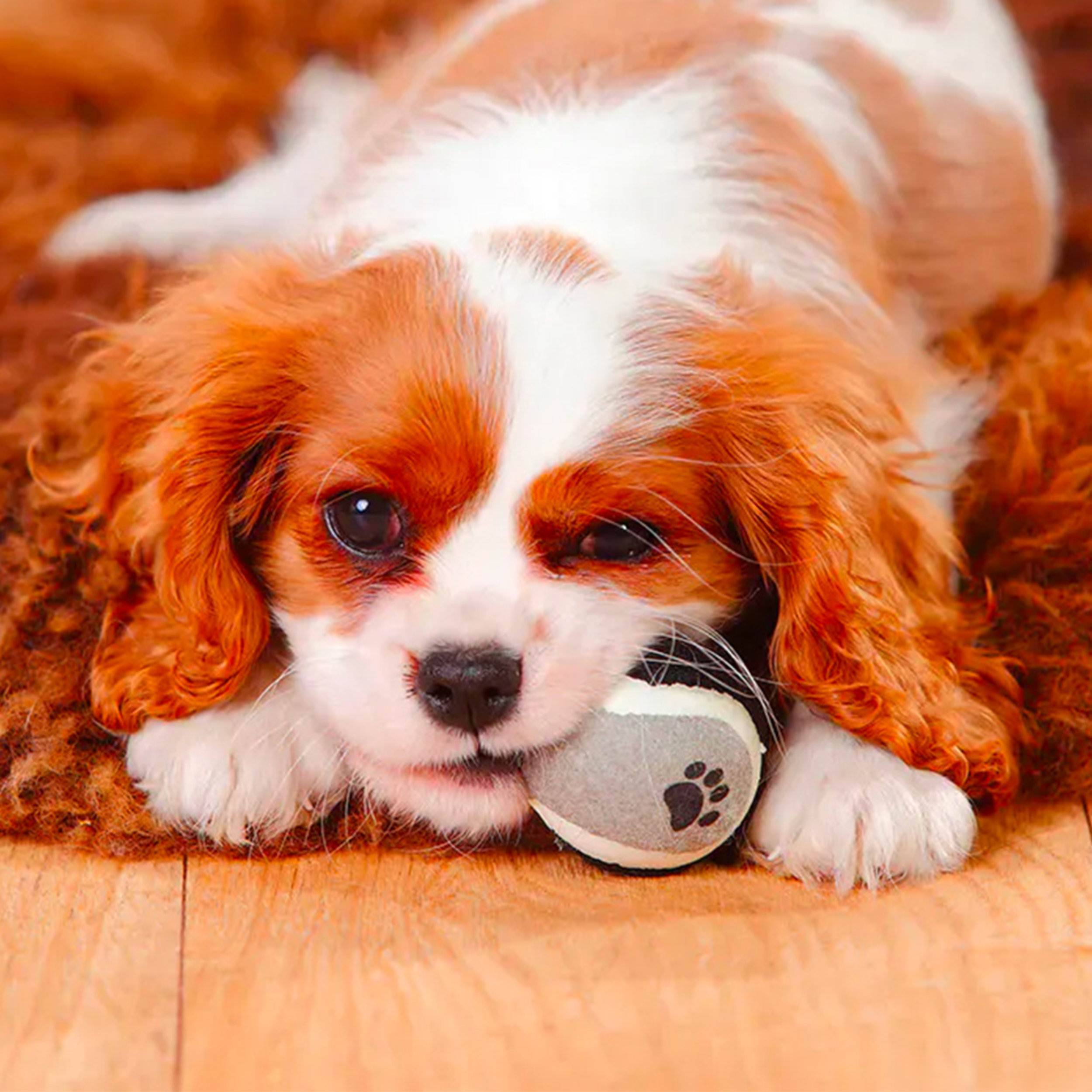 12 Calm Dog Breeds To Keep You Company