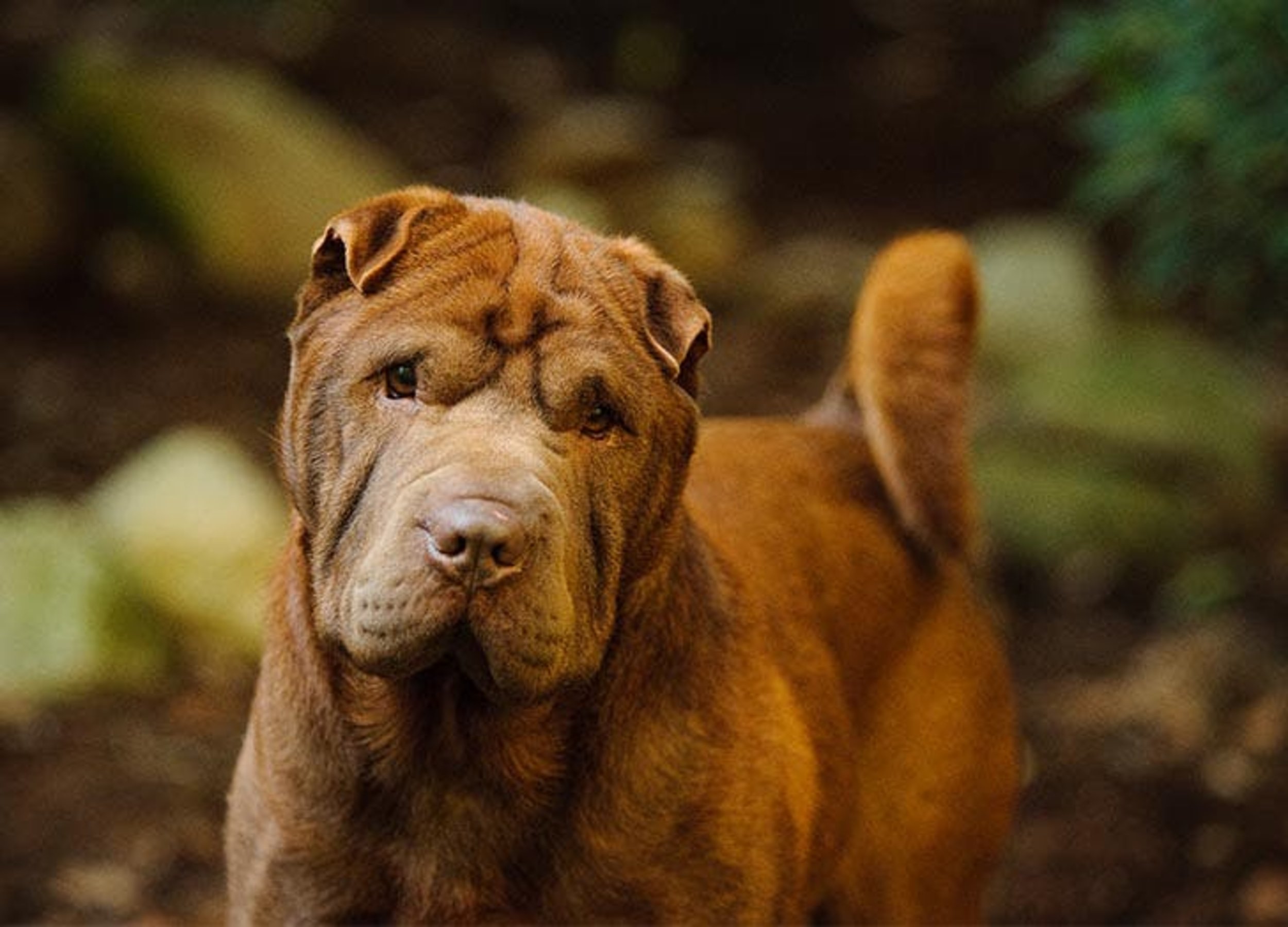 10 Chinese Dog Breeds