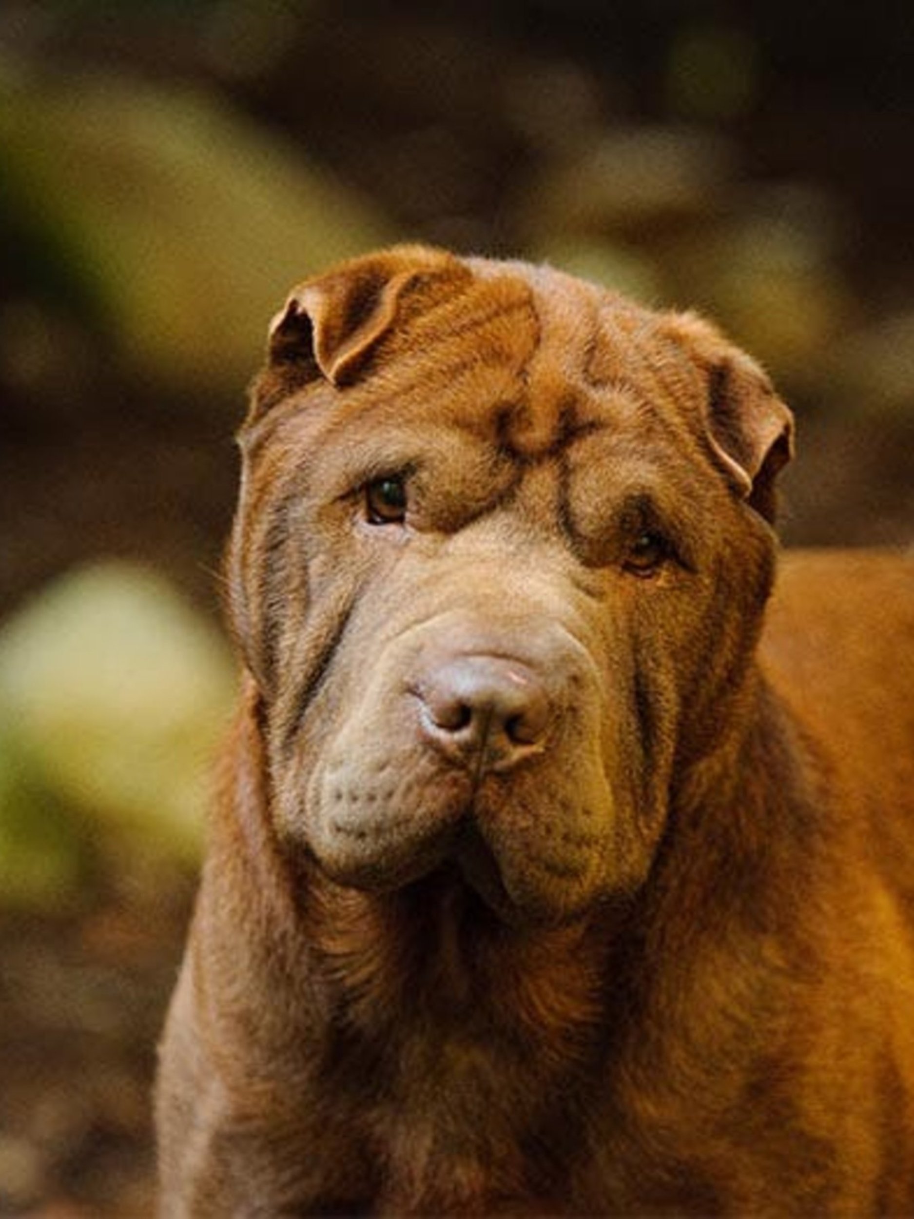 Are Xiasi Dog Hypoallergenic