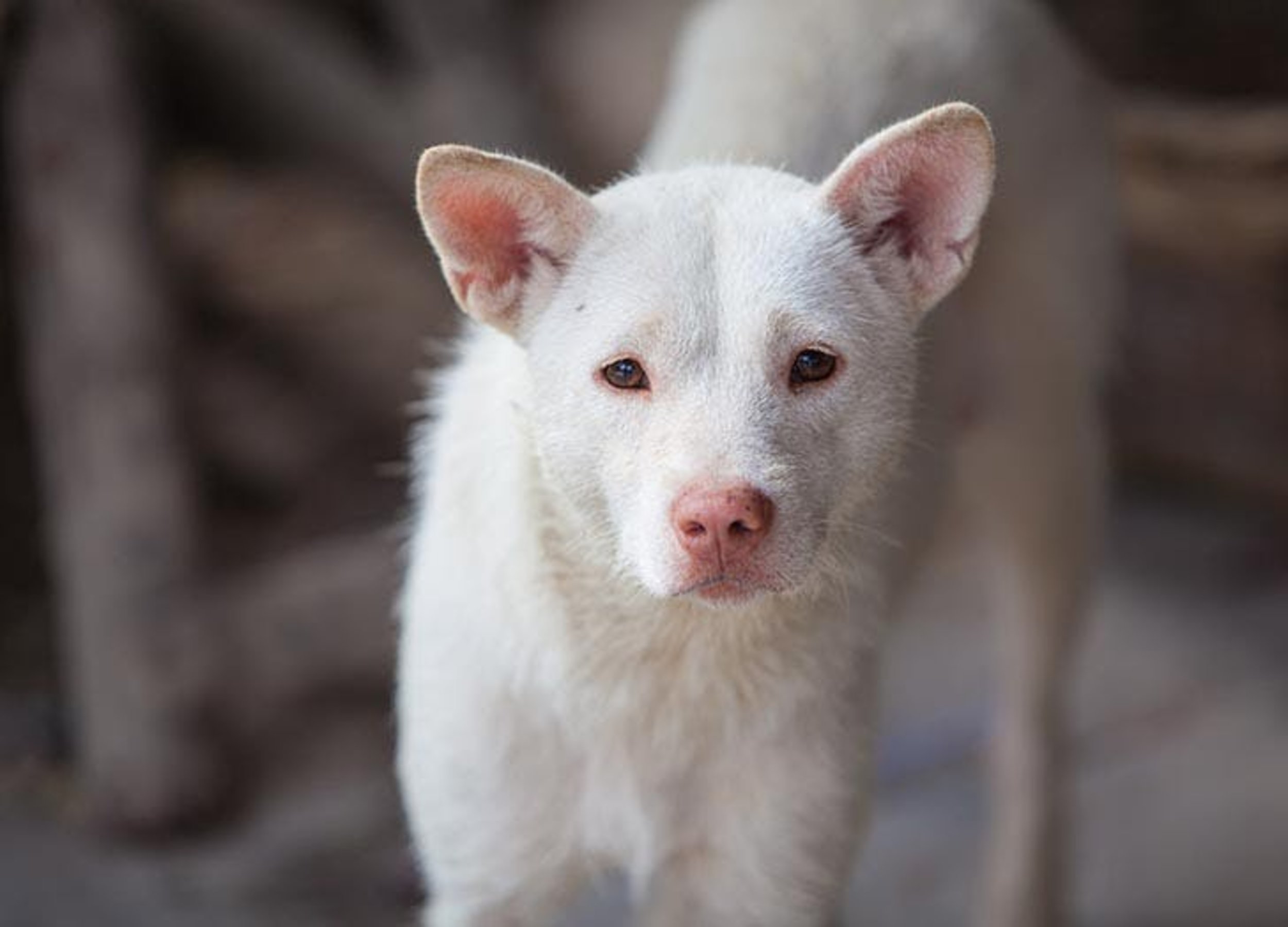 Why Does My Xiasi Dog Itch