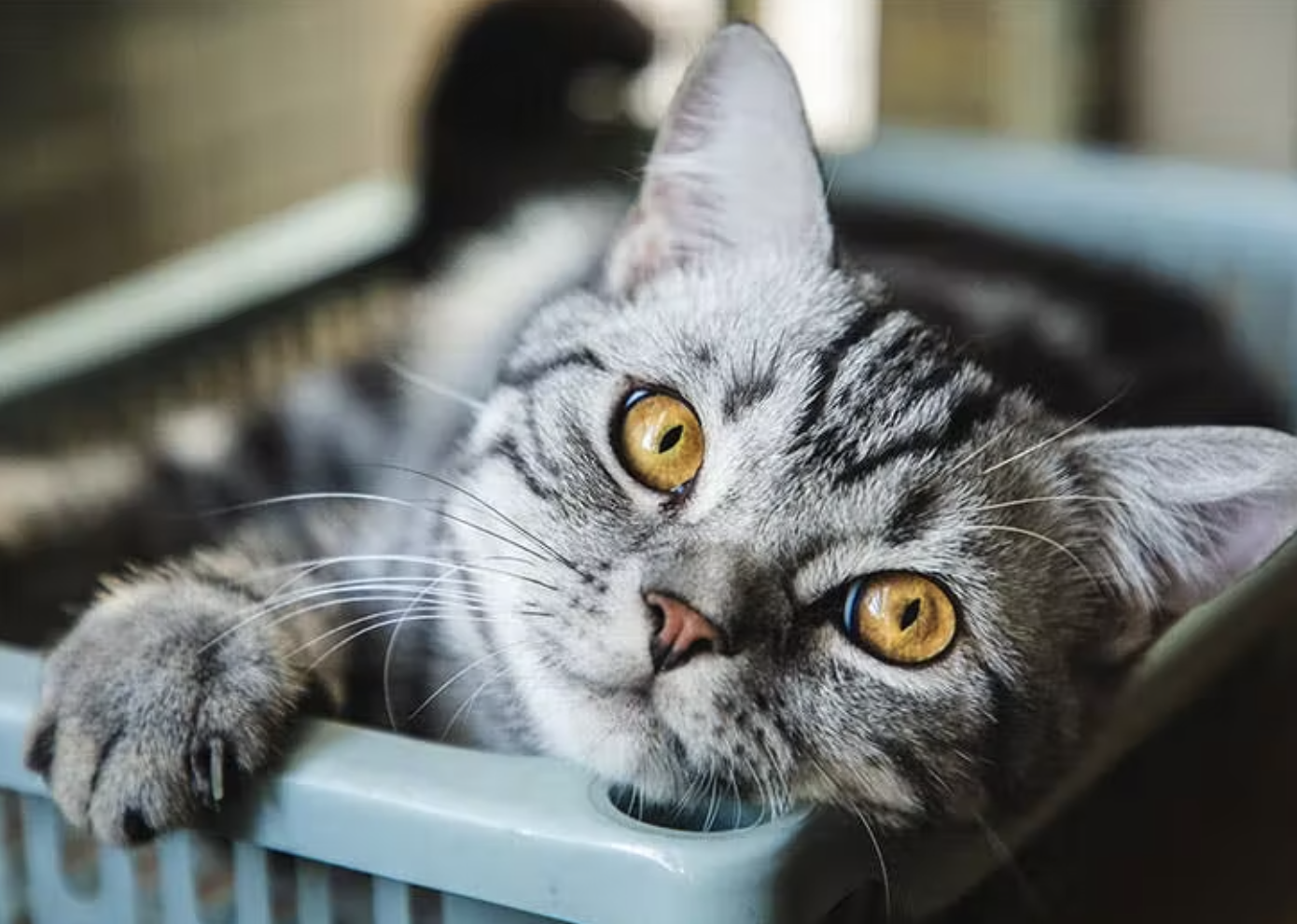 9 Cute American Cat Breeds