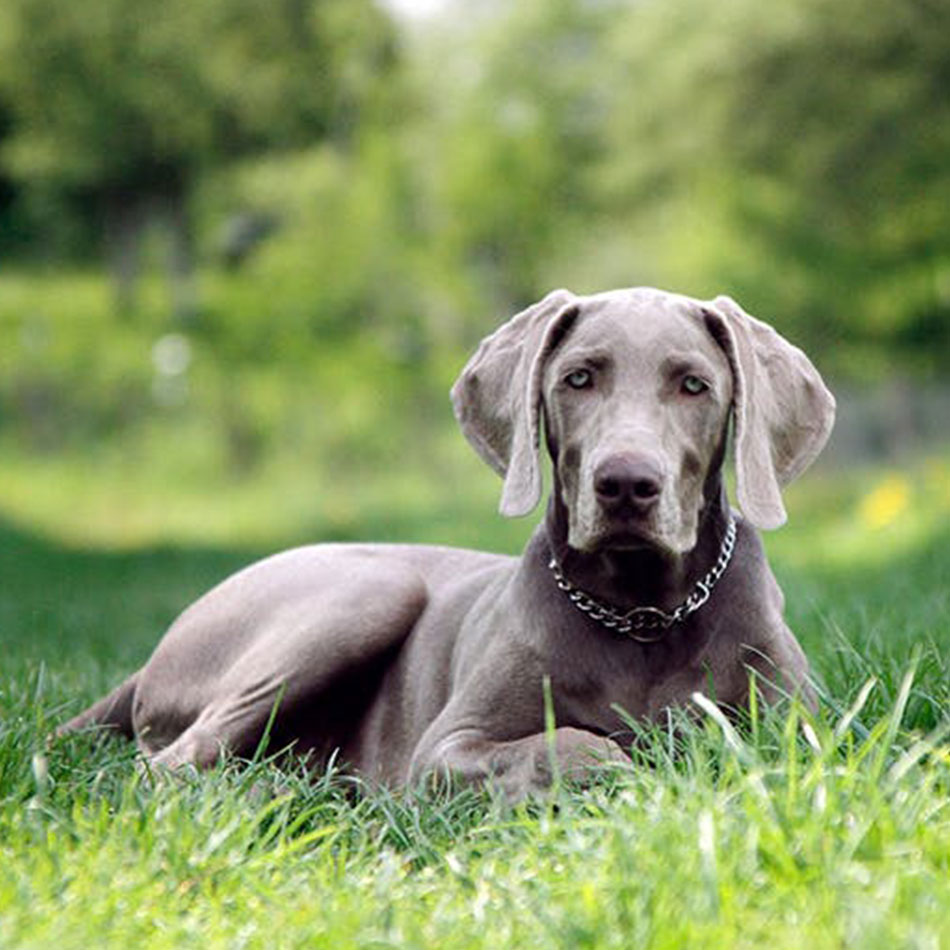 12 Dog Breeds You’re Mispronouncing