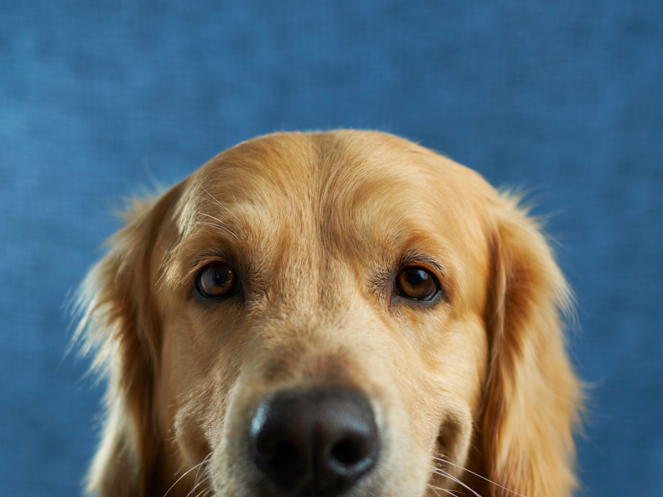 10 Dog Names That Millennials Love