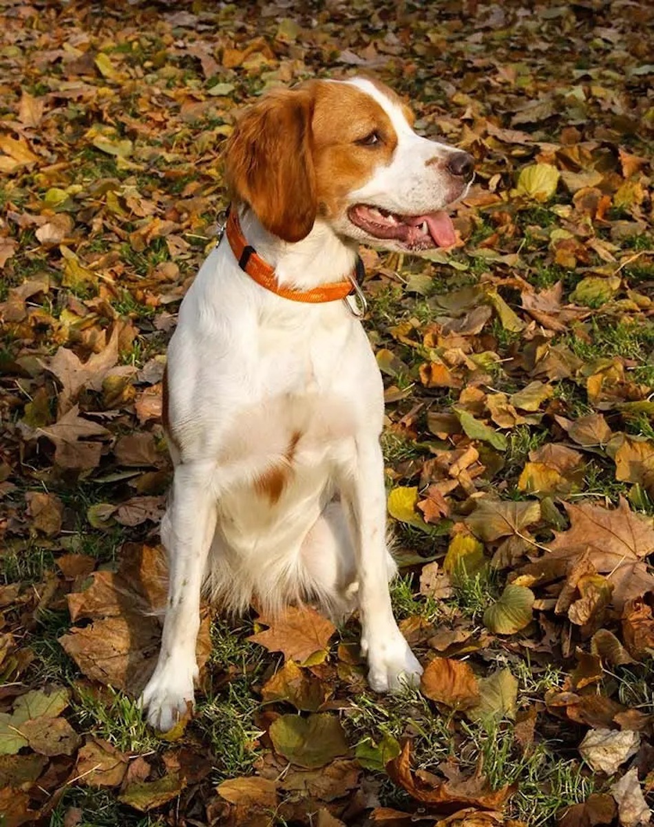 8 Energetic Dog Breeds for Active Families