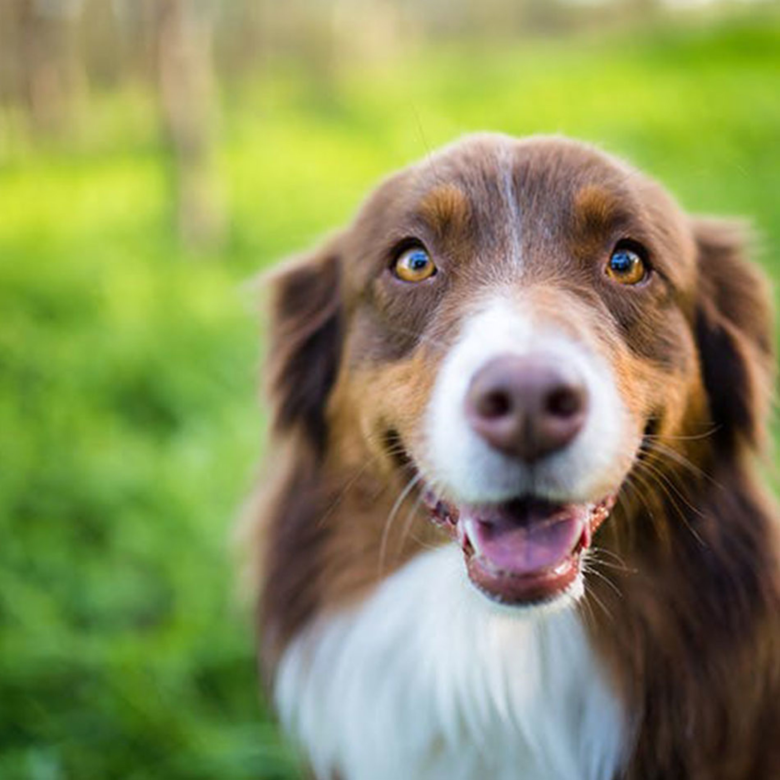 13 Fluffy Dog Breeds