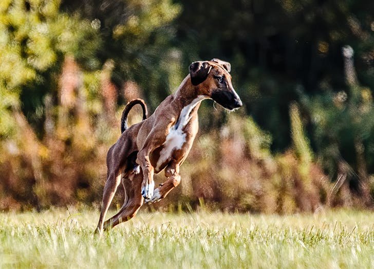 Whats The Best Coon Dog