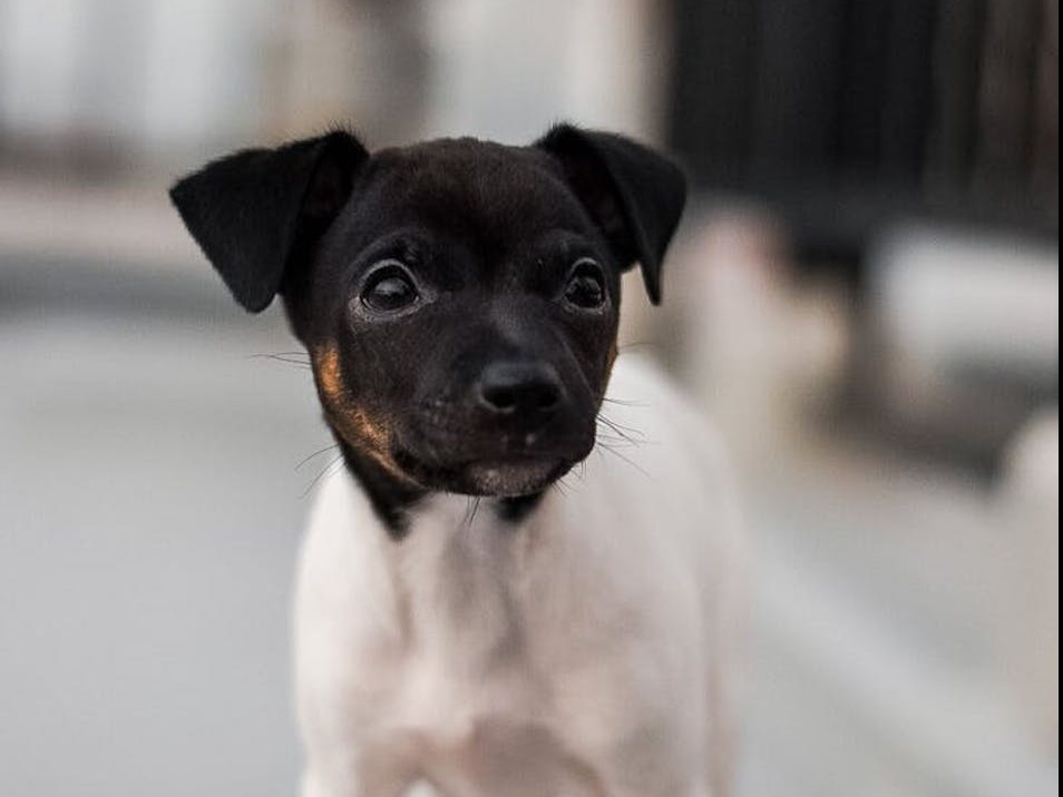 Japanese Terrier
