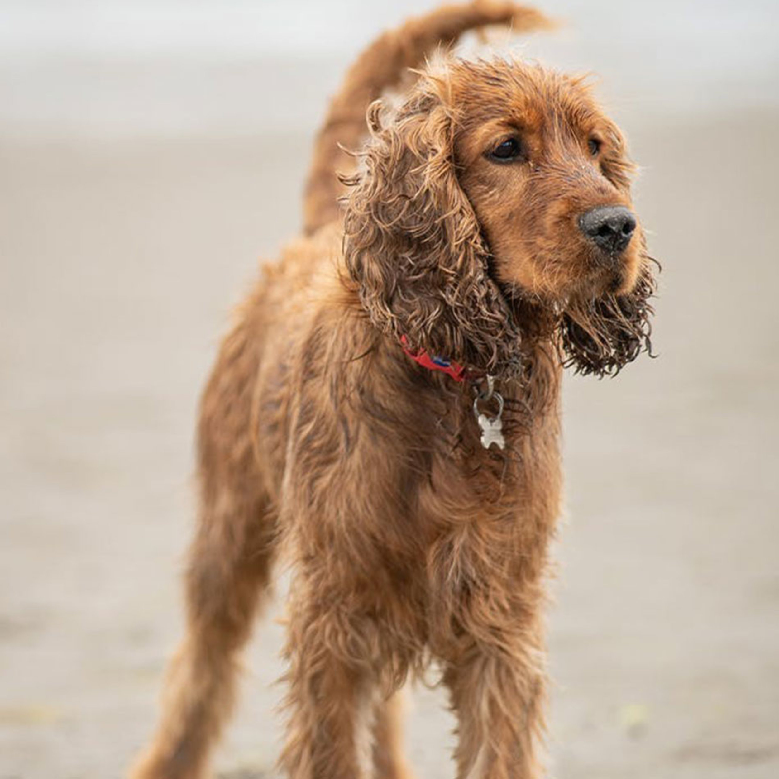 13 Non-Shedding Dogs