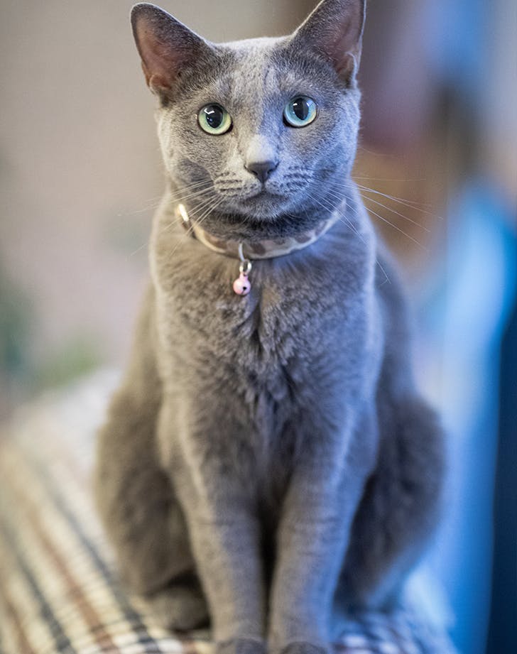 Miniature Cat Breeds Full Grown