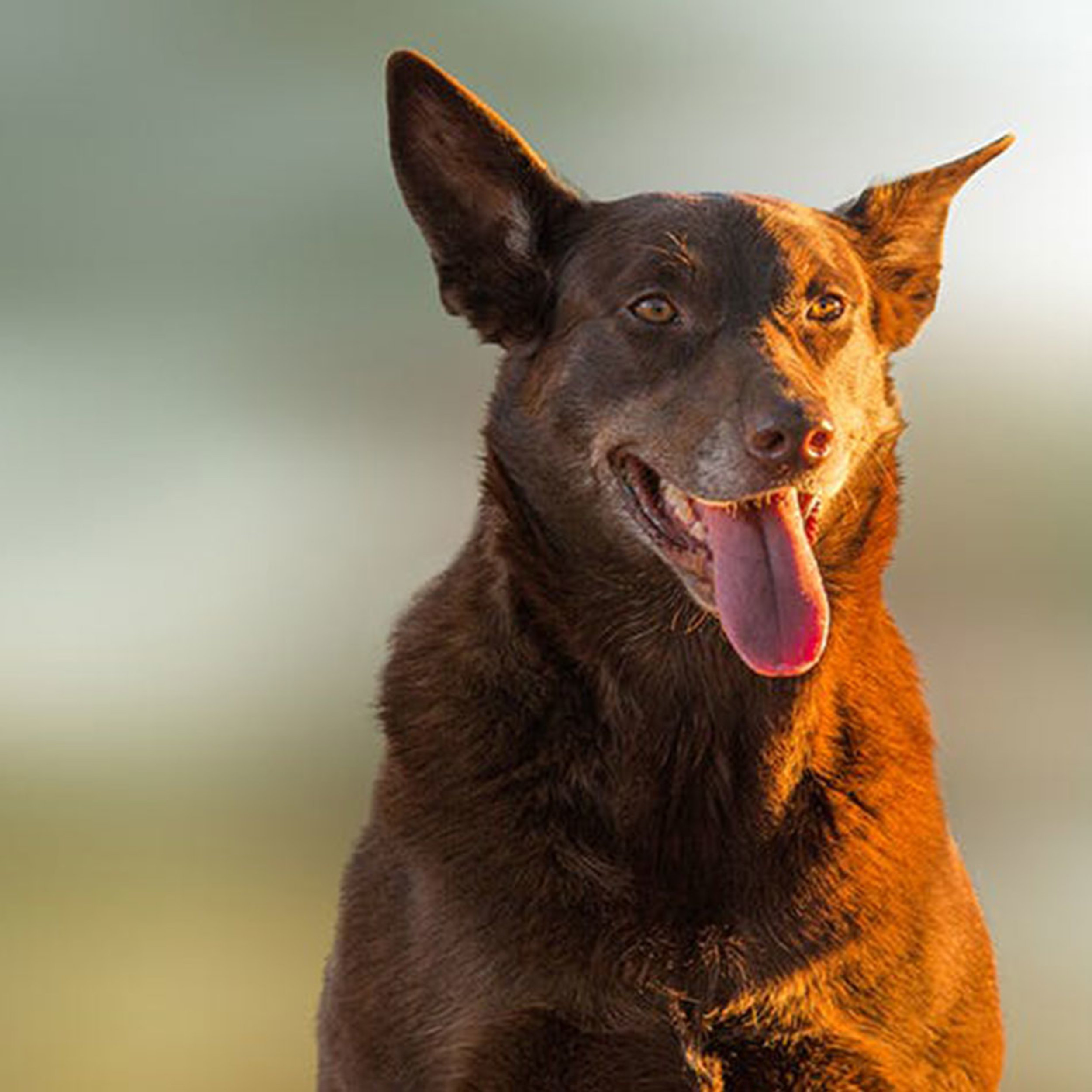 13 Smiling Dog Breeds