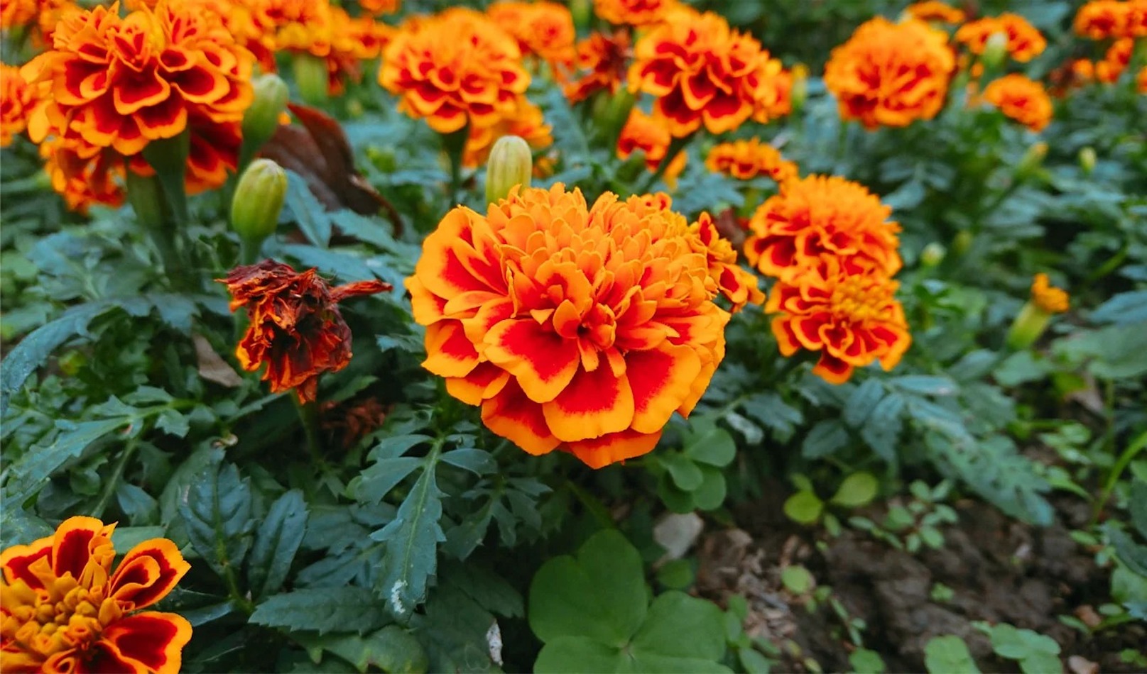 7 Stinky Plants You May Not Want in Your Garden