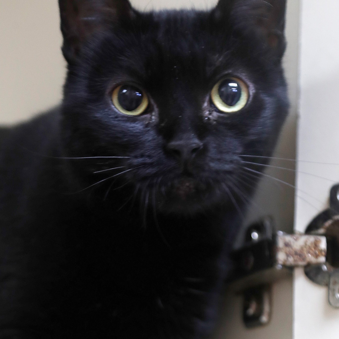 Super Cute Black Cat