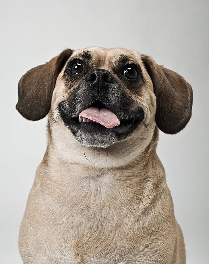 Funny Dog Breed Mixes