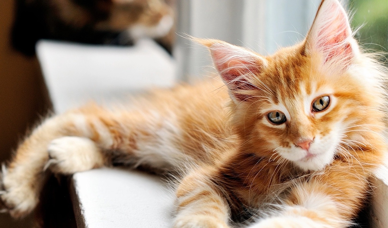 8 Super Cute Orange Cat Breeds