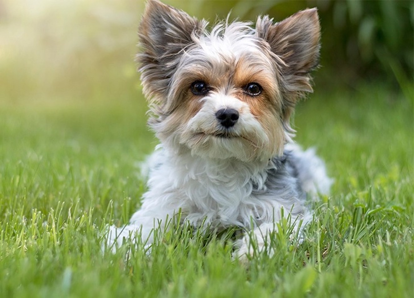 7 of the Best Lap Dogs for Companionship