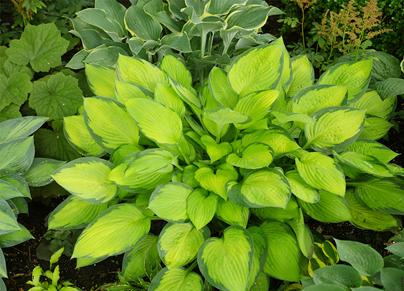 The 10 Best Plants with Pretty Foliage