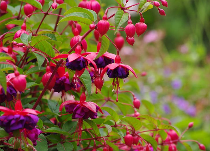 Popular Summer Flowers