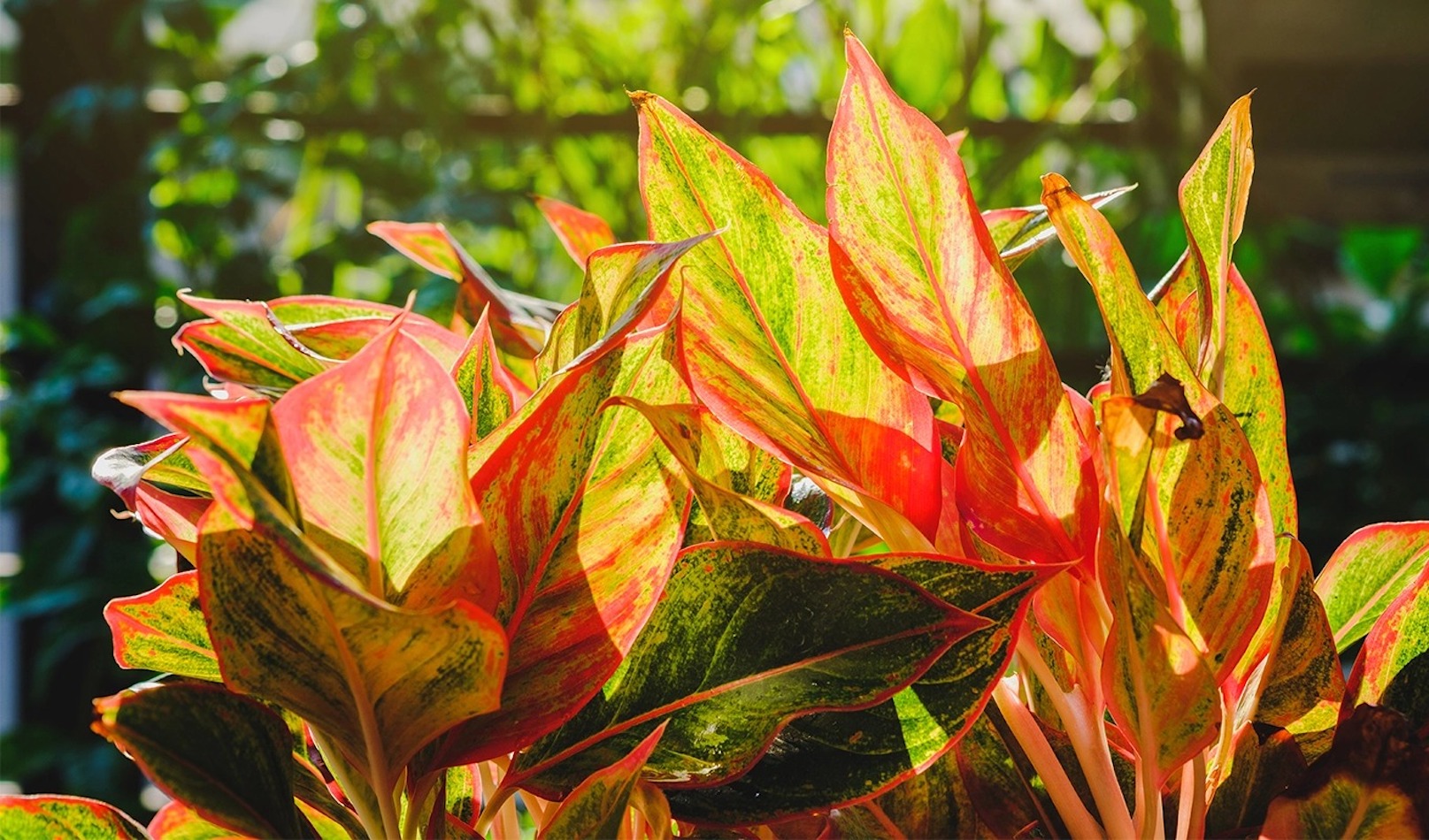 The 6 Most Colorful Houseplants