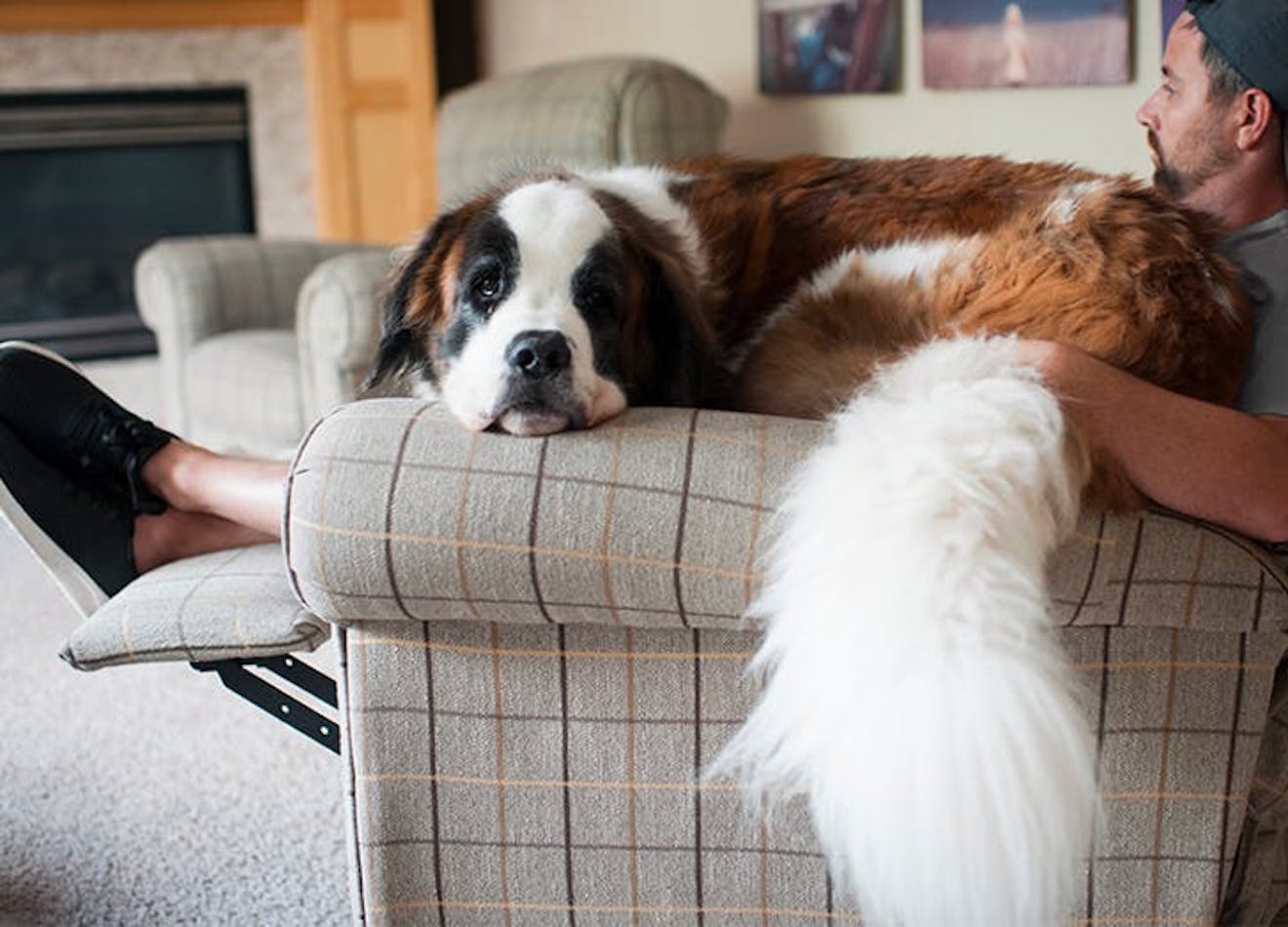 The 10 Most Loyal Dog Breeds