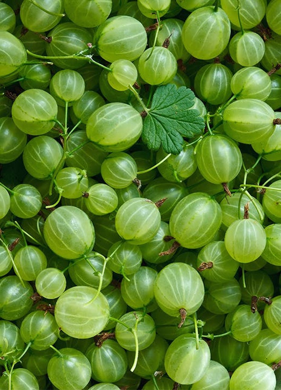 12 Types of Berries You Need to Know