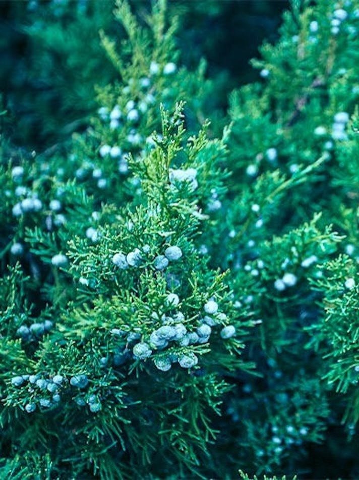 Types Of Evergreen Shrubs