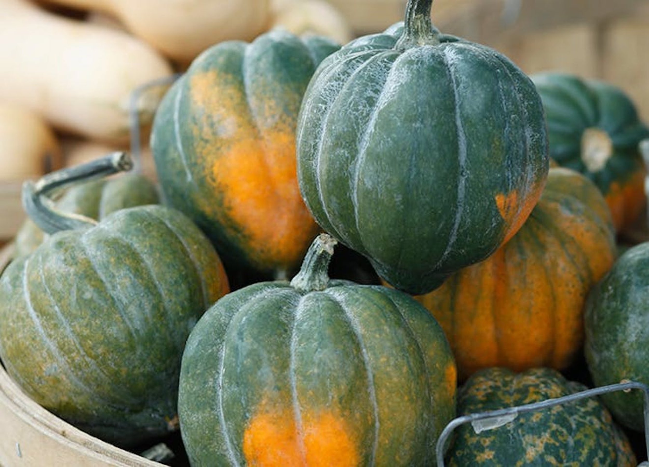 10 Winter Squash Varieties